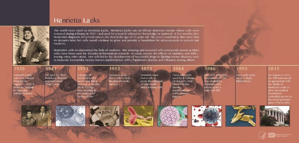 Henrietta Lacks and HeLa cells – Biology 2e Part I, 2nd edition