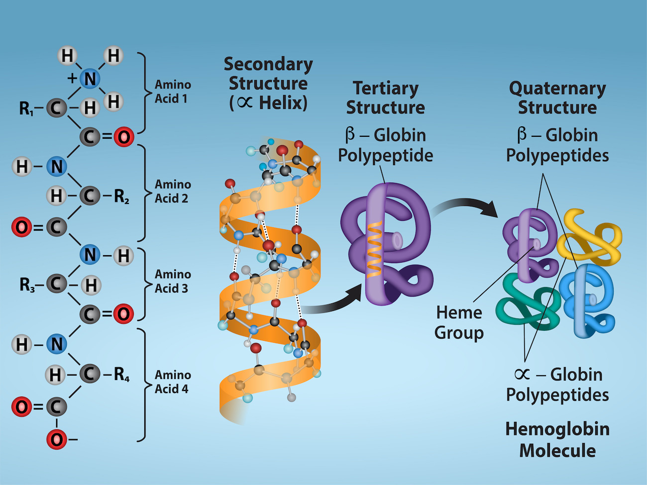 Proteins Biology 2e Part I 2nd Edition