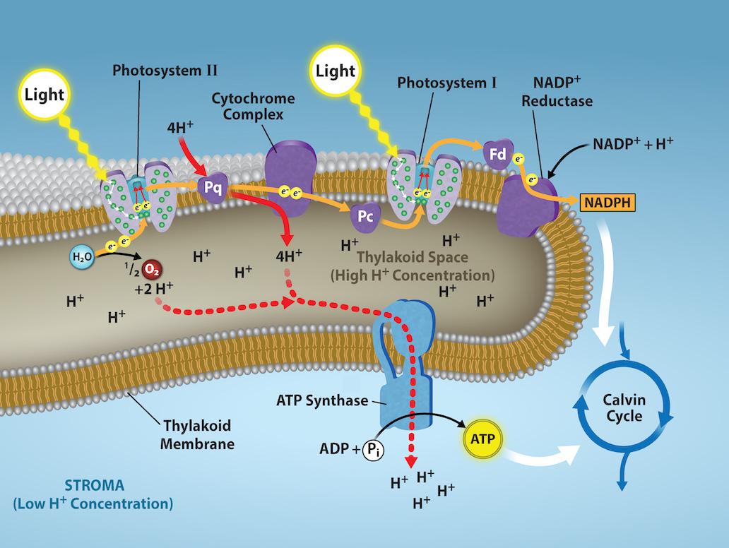 The Light-Dependent Reactions of Photosynthesis – Biology Part I