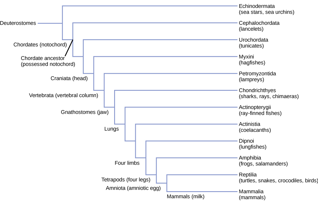 9.2 Chordates – Biology 2e Part II, 2nd edition